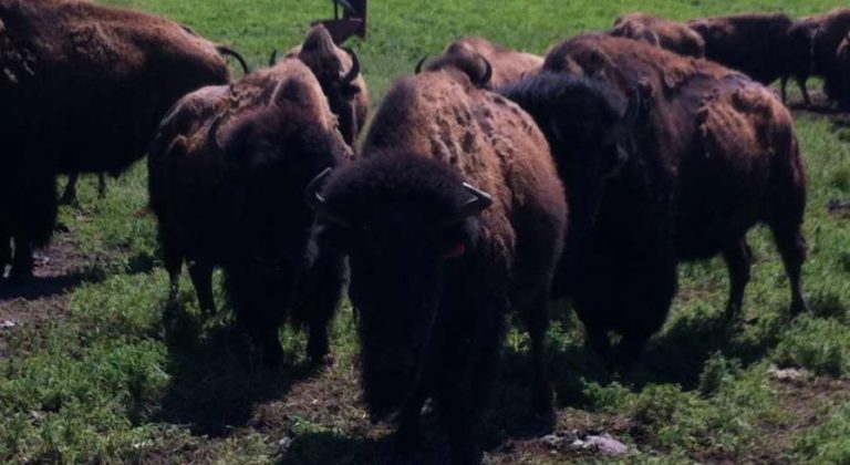 We Know Them As Buffalo! – Buffalo Hill Meats